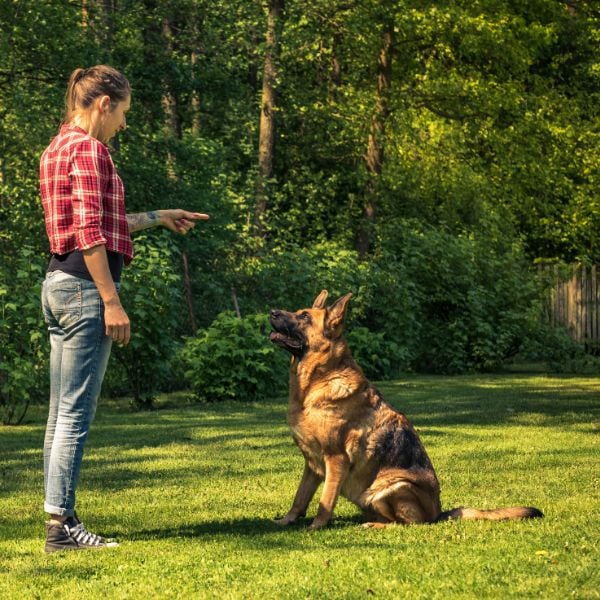 Guía canino: ¿cómo elegir un perro de defensa?