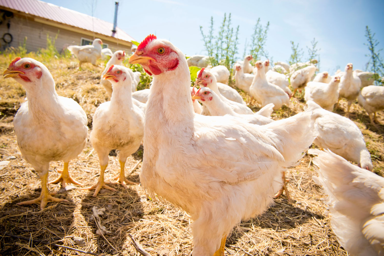 Agriculture biologique : Quelles spécificités pour la culture et l ...